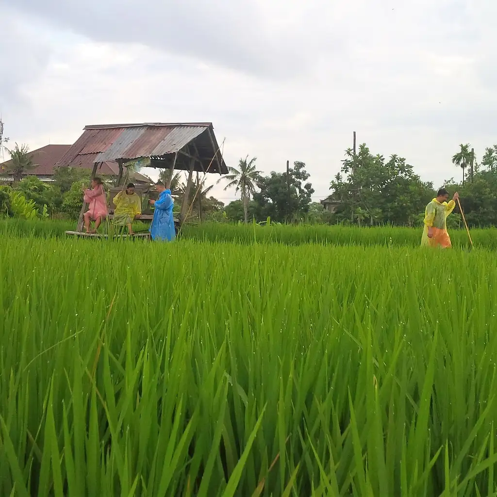 Hidden Rice Terraces Trek | Rice Field Bali | Now for just $39 ...