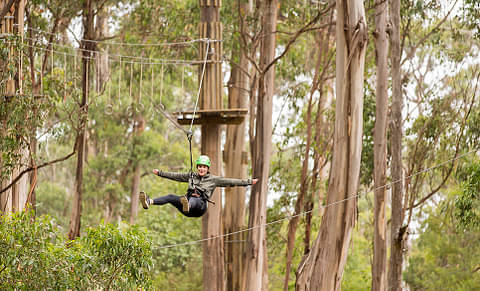 Lorne Super Circuit Treetop Adventure | Backpacker Deals