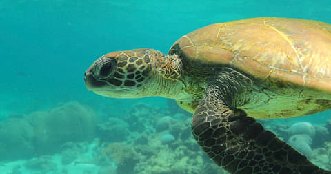 Ningaloo Reef Half Day Turtle Tour | Backpacker Deals