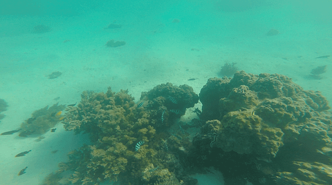 Bundegi Jet Ski Snorkel Tour – Exmouth | Backpacker Deals