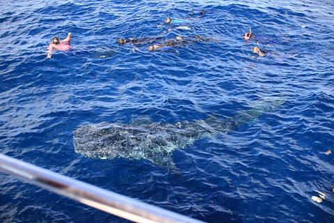 Eco Whale Shark & Humpback Whale Tour – September to October | Backpacker Deals