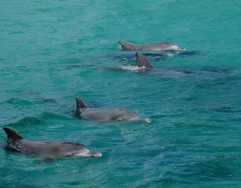 Jervis Bay Dolphin & Boom Netting Cruise | Backpacker Deals